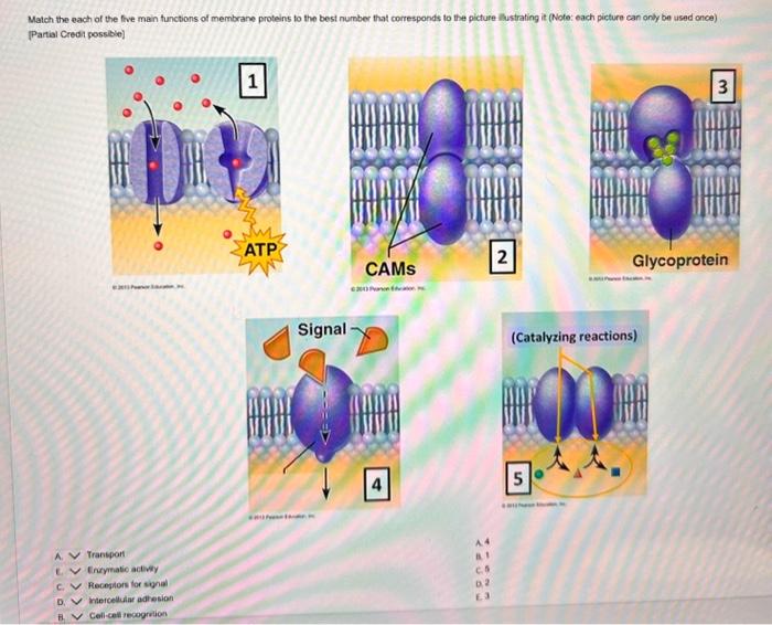 Solved Match the each of the five main functions of membrane | Chegg.com