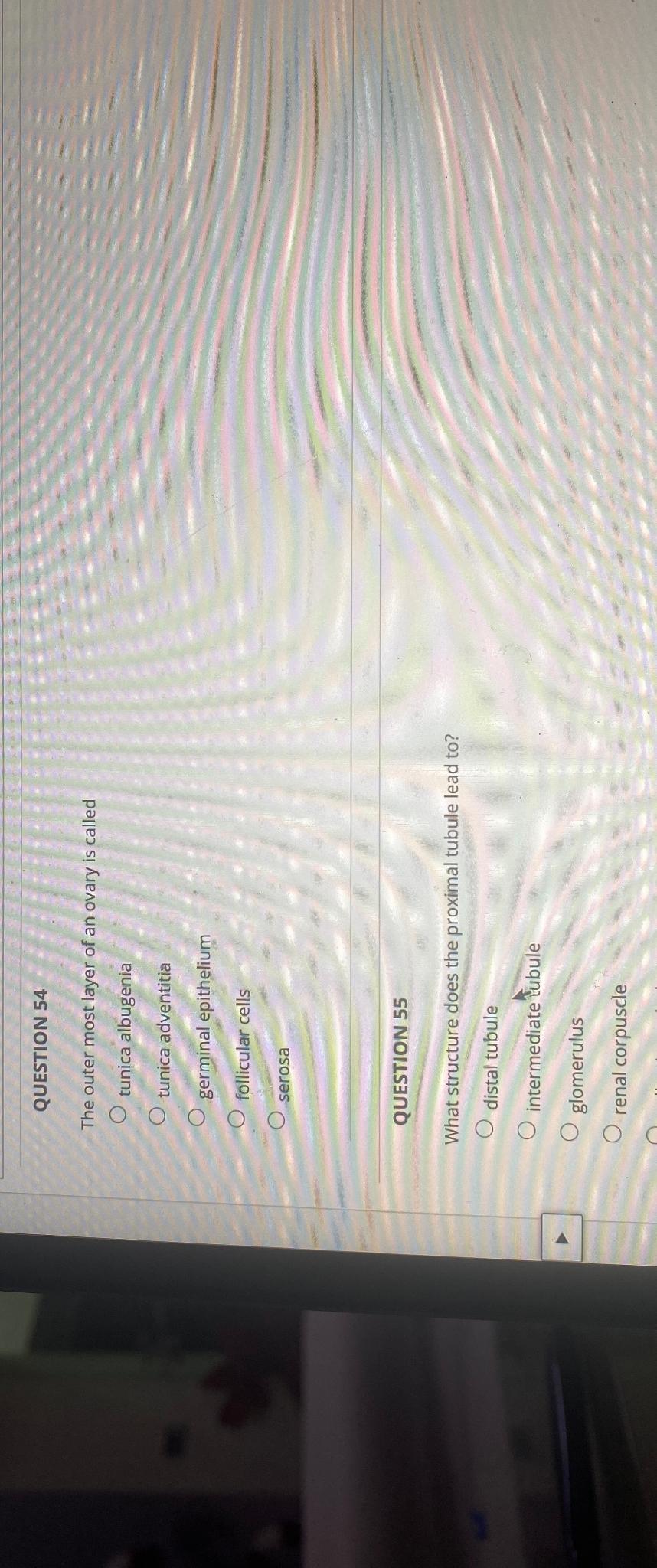 Solved QUESTION 54The outer most layer of an ovary is | Chegg.com