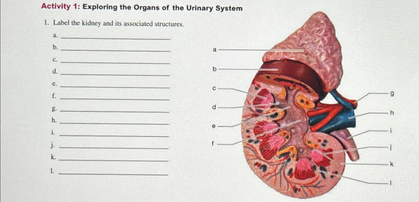 Solved Activity 1: Exploring the Organs of the Urinary | Chegg.com