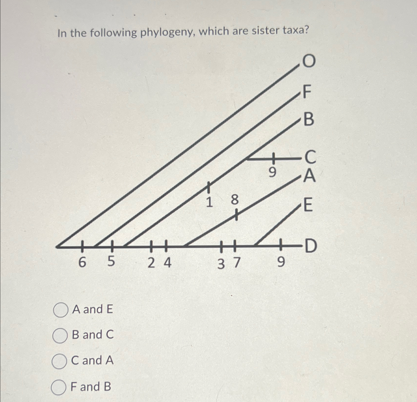 Solved In the following phylogeny, which are sister taxa?A | Chegg.com