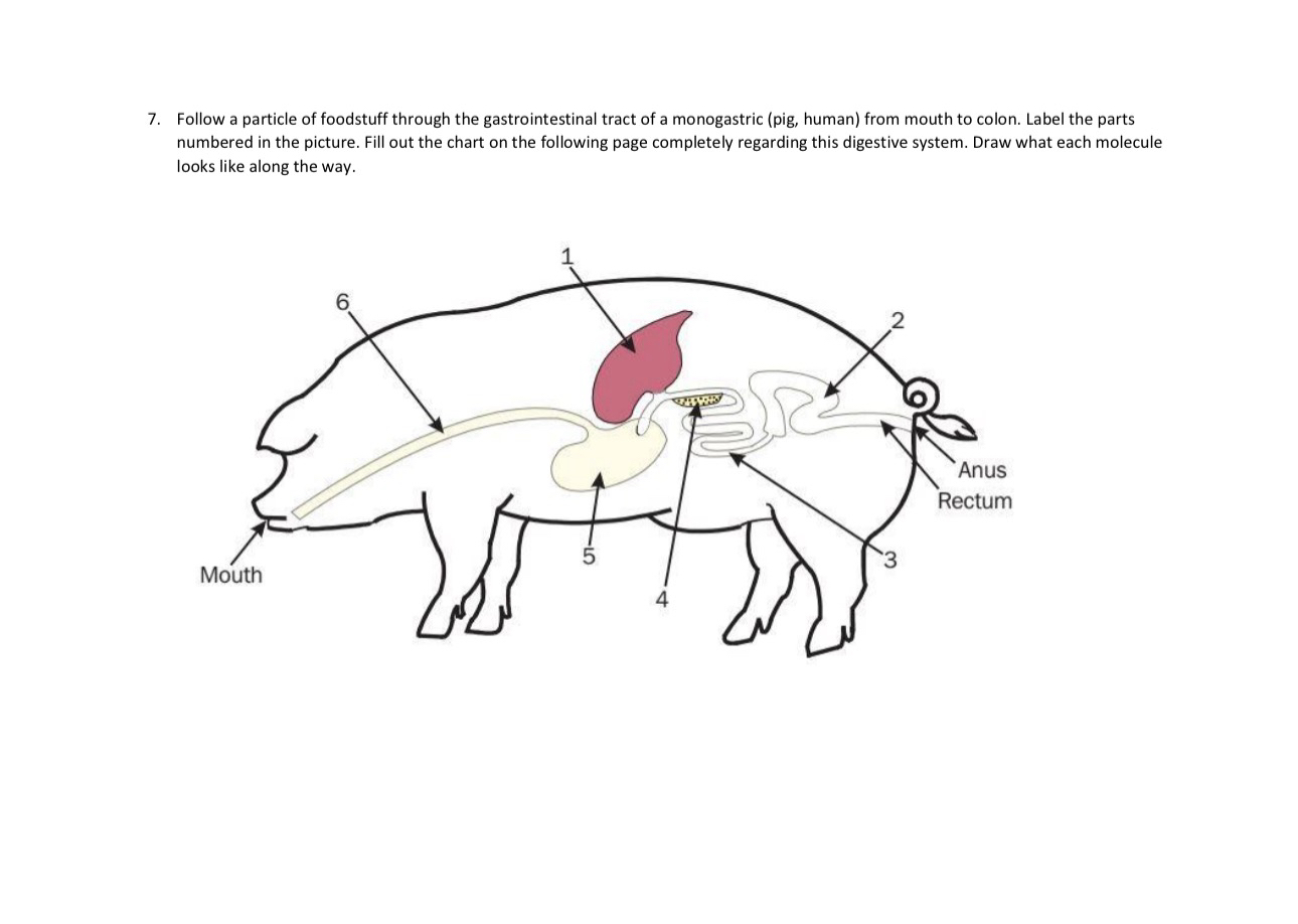 Solved Follow a particle of foodstuff through the | Chegg.com