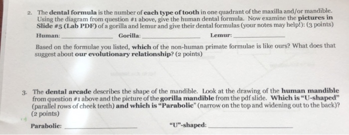 Solved 2. The dental formula is the number of each type of | Chegg.com