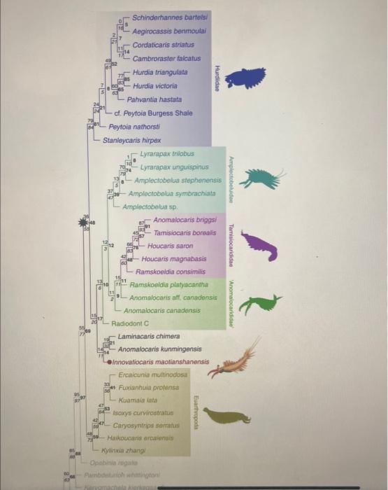 Is Hurdia a monophyletic group? YES Question 3 (0.25 | Chegg.com