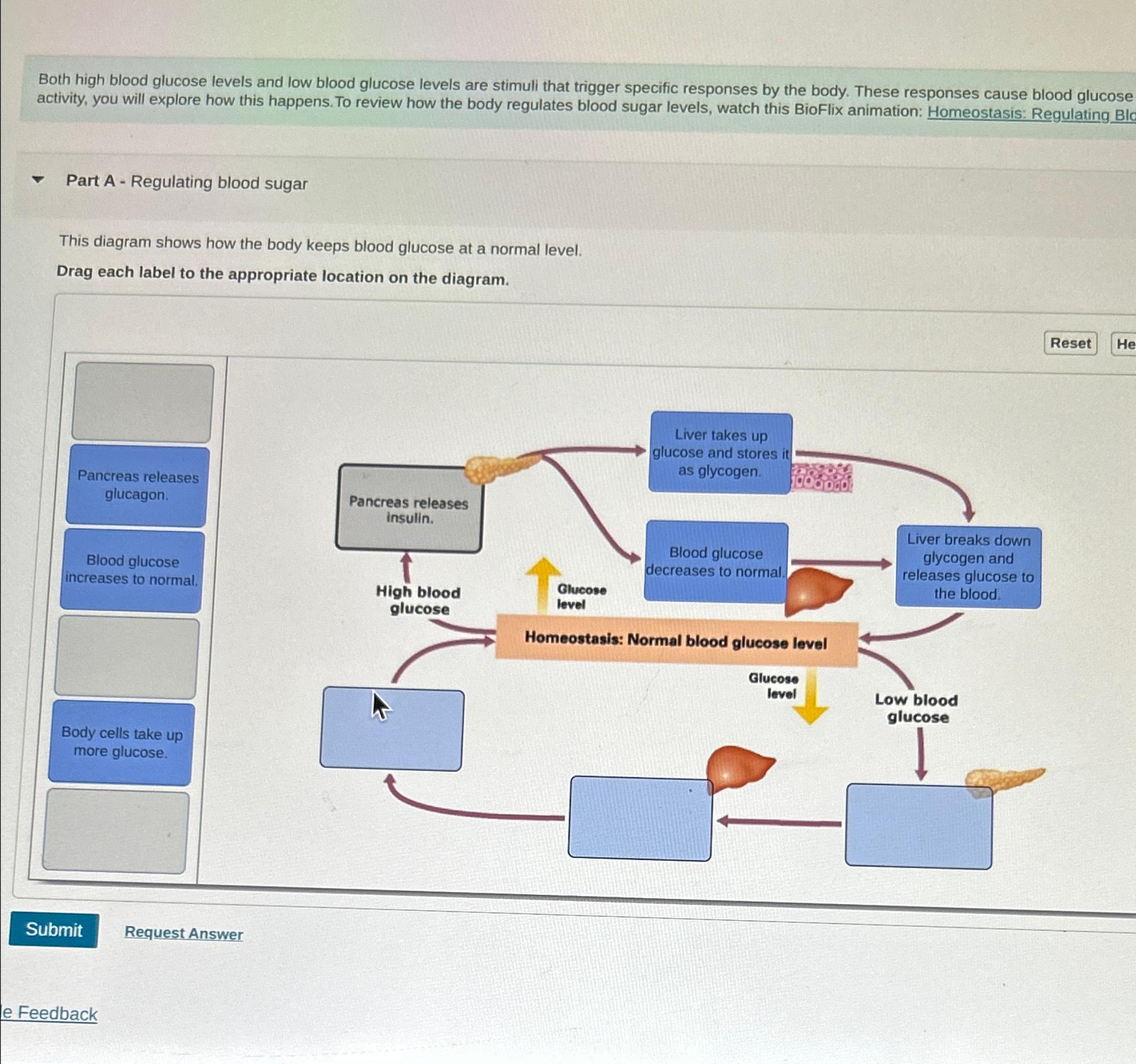 Solved Both high blood glucose levels and low blood glucose | Chegg.com