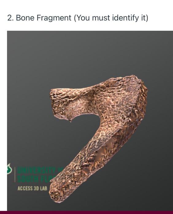 Solved 2. Bone Fragment (You must identify it) ACCESS 3D LAB | Chegg.com
