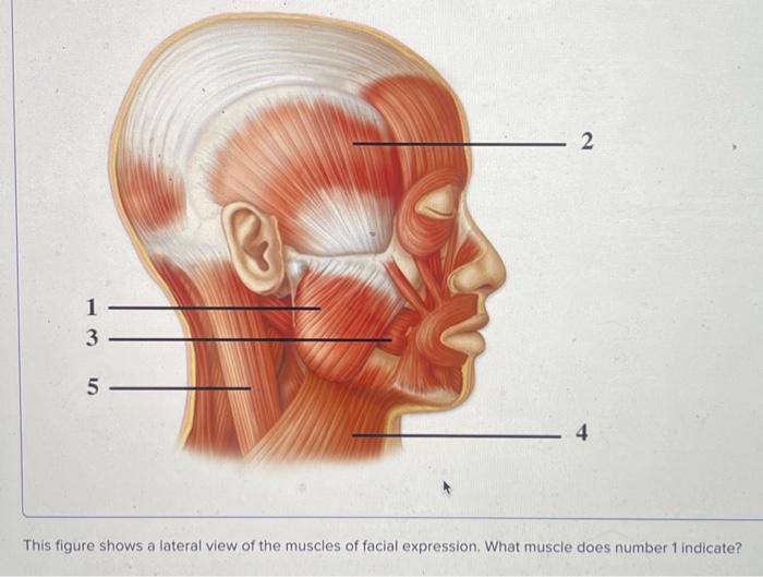 Solved This figure shows a lateral view of the muscles of | Chegg.com