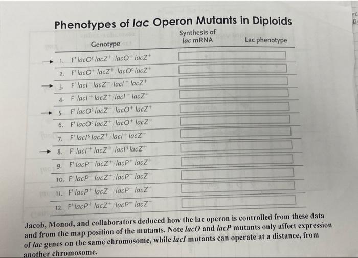 Solved C Lac phenotype Phenotypes of lac Operon Mutants in | Chegg.com