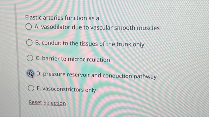 Elastic Artery Function Blood Vessels | OCR A Level Biology Revision