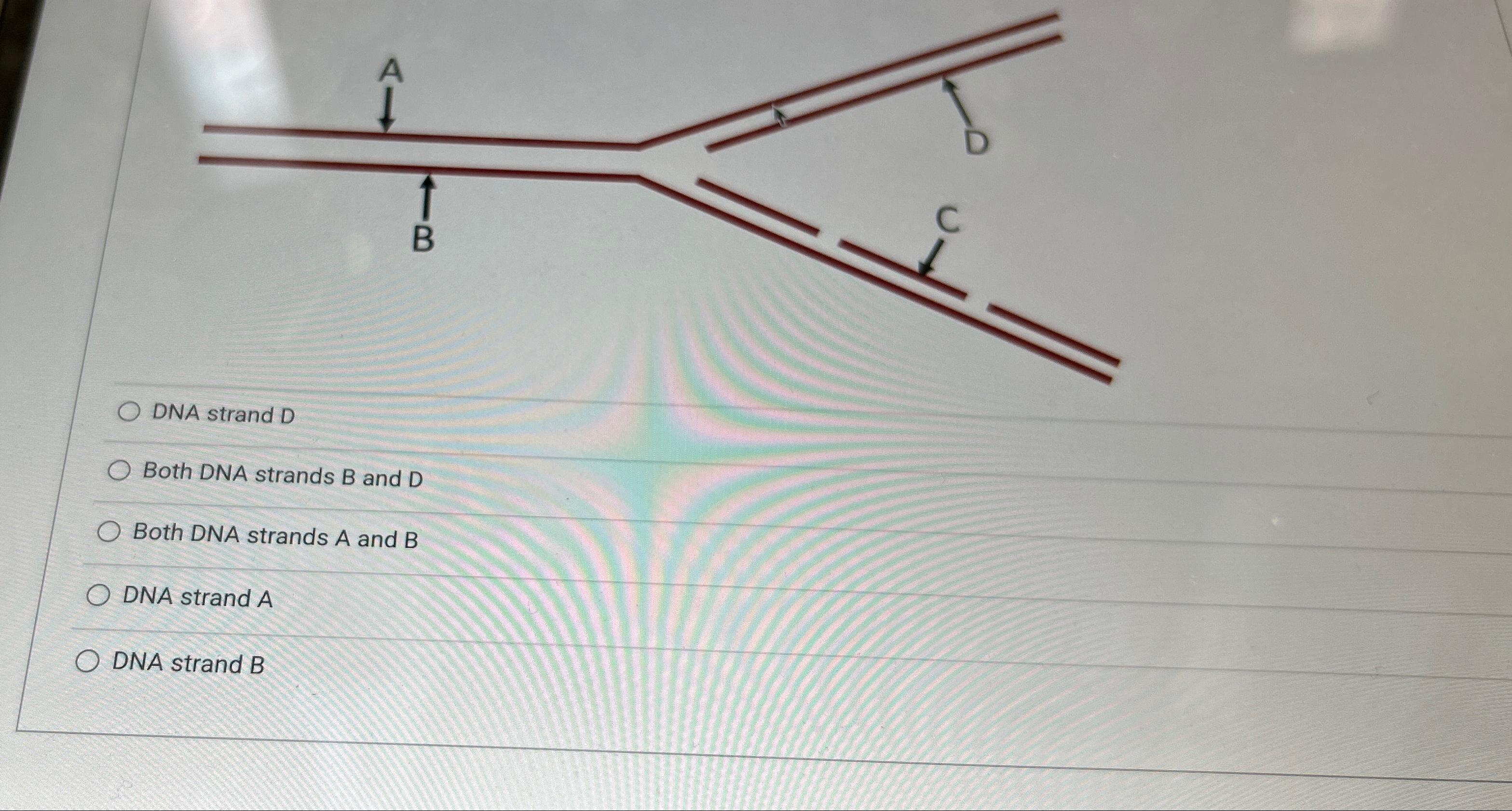 DNA strand DBoth DNA strands B and DBoth DNA strands | Chegg.com