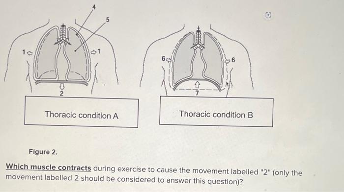 Solved Which muscle contracts during exercise to cause the | Chegg.com
