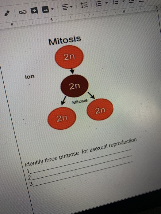 Solved Meiosis 2n DNA Replication 2n Meiosis! 1n 1n ws KA | Chegg.com
