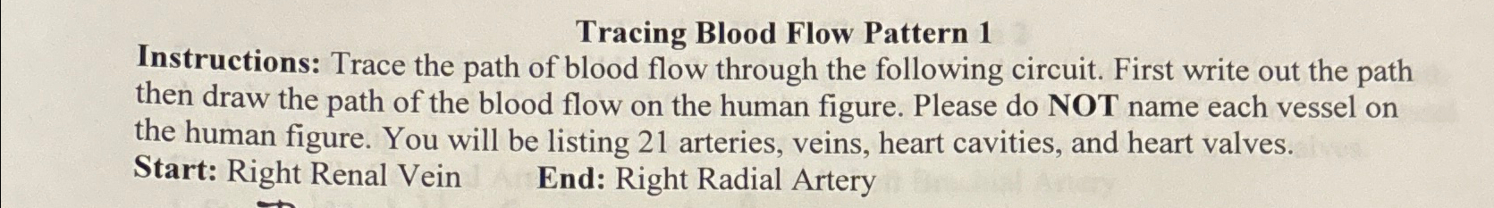 Solved Tracing Blood Flow Pattern 1Instructions: Trace the | Chegg.com