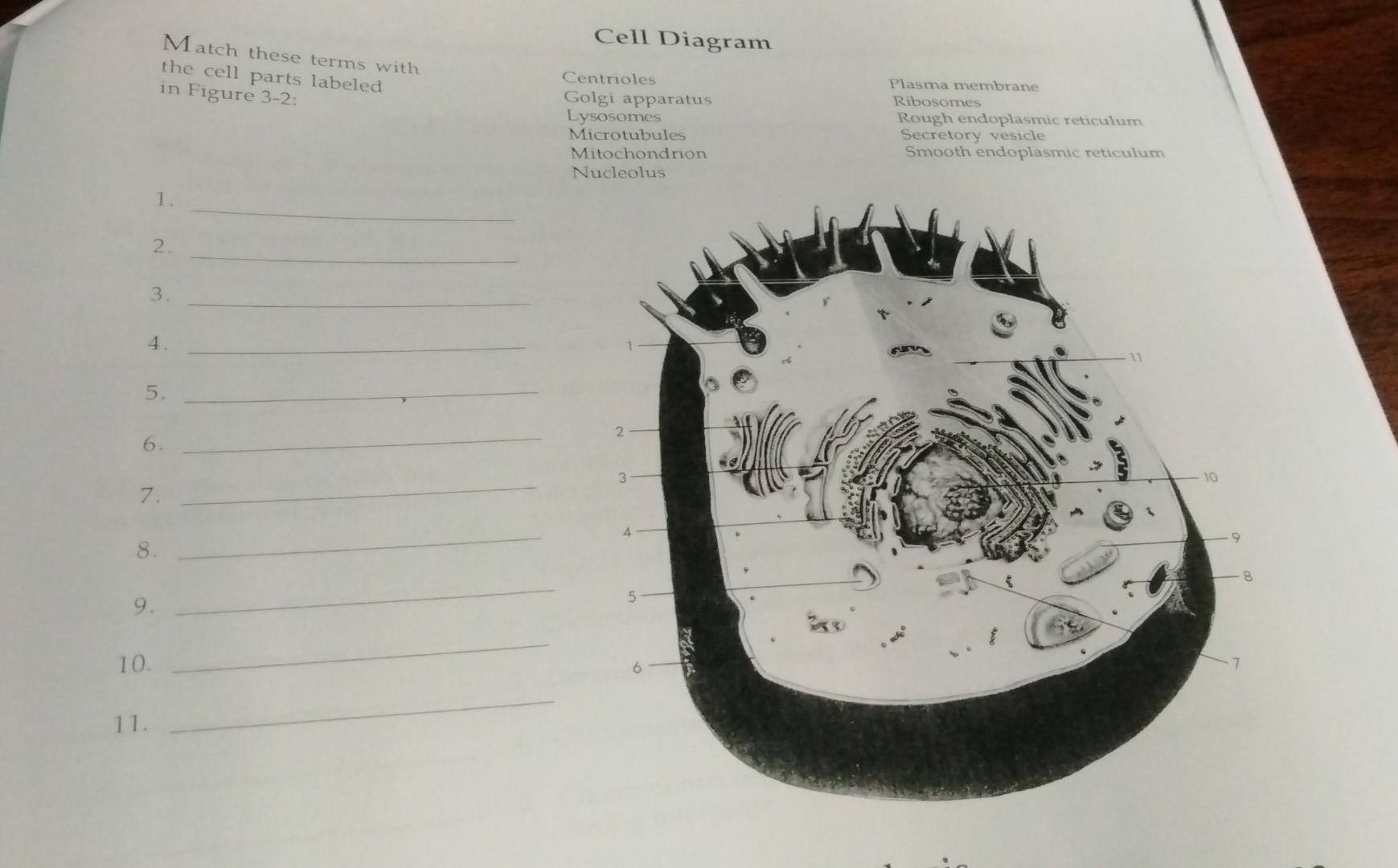 Solved Match these terms with Cell Diagram the cell parts | Chegg.com