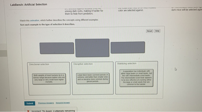 Solved LabBench: Artificial Selection HE among dark rocks, | Chegg.com