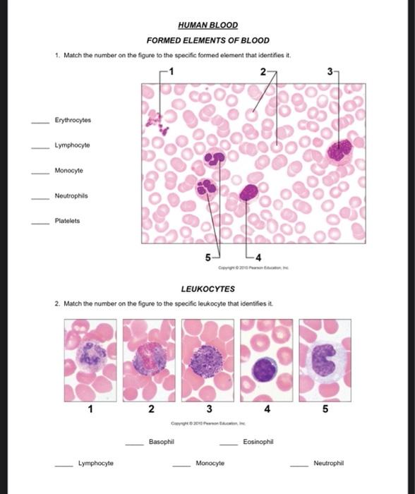 Solved HUMAN BLOOD FORMED ELEMENTS OF BLOOD 1. Match the | Chegg.com