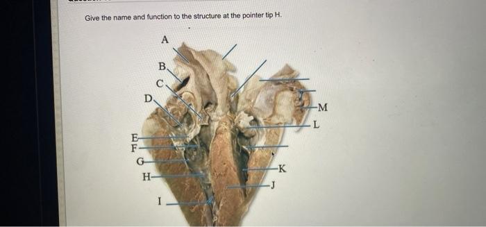 Solved name and function of the structure at the pointer tip | Chegg.com