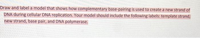 Solved Draw and label a model that shows how complementary | Chegg.com