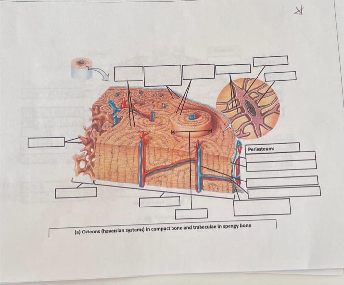 Solved (a) Osteons (haversian systems) in compact bone and | Chegg.com