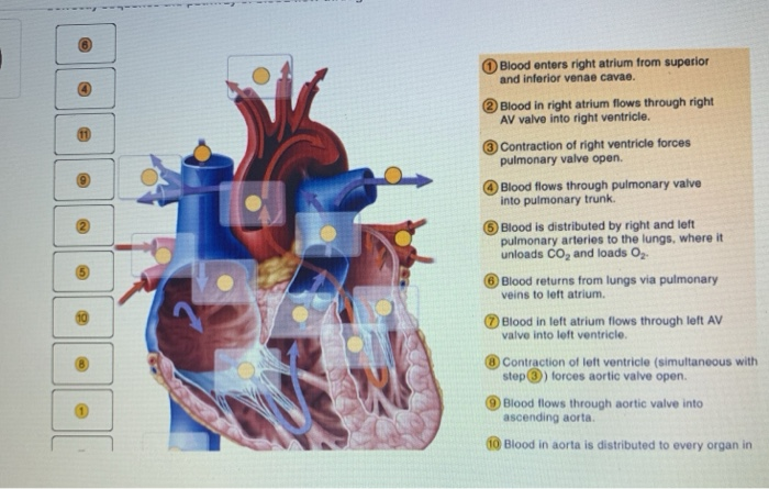 Solved Blood enters right atrium from superior and inferior | Chegg.com