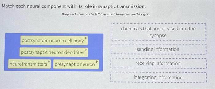 Solved Match each neural component with its role in synaptic | Chegg.com
