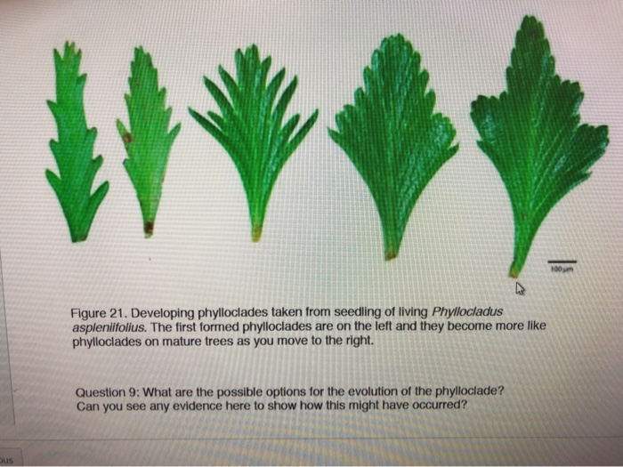 Solved Figure 21. Developing phylloclades taken from | Chegg.com