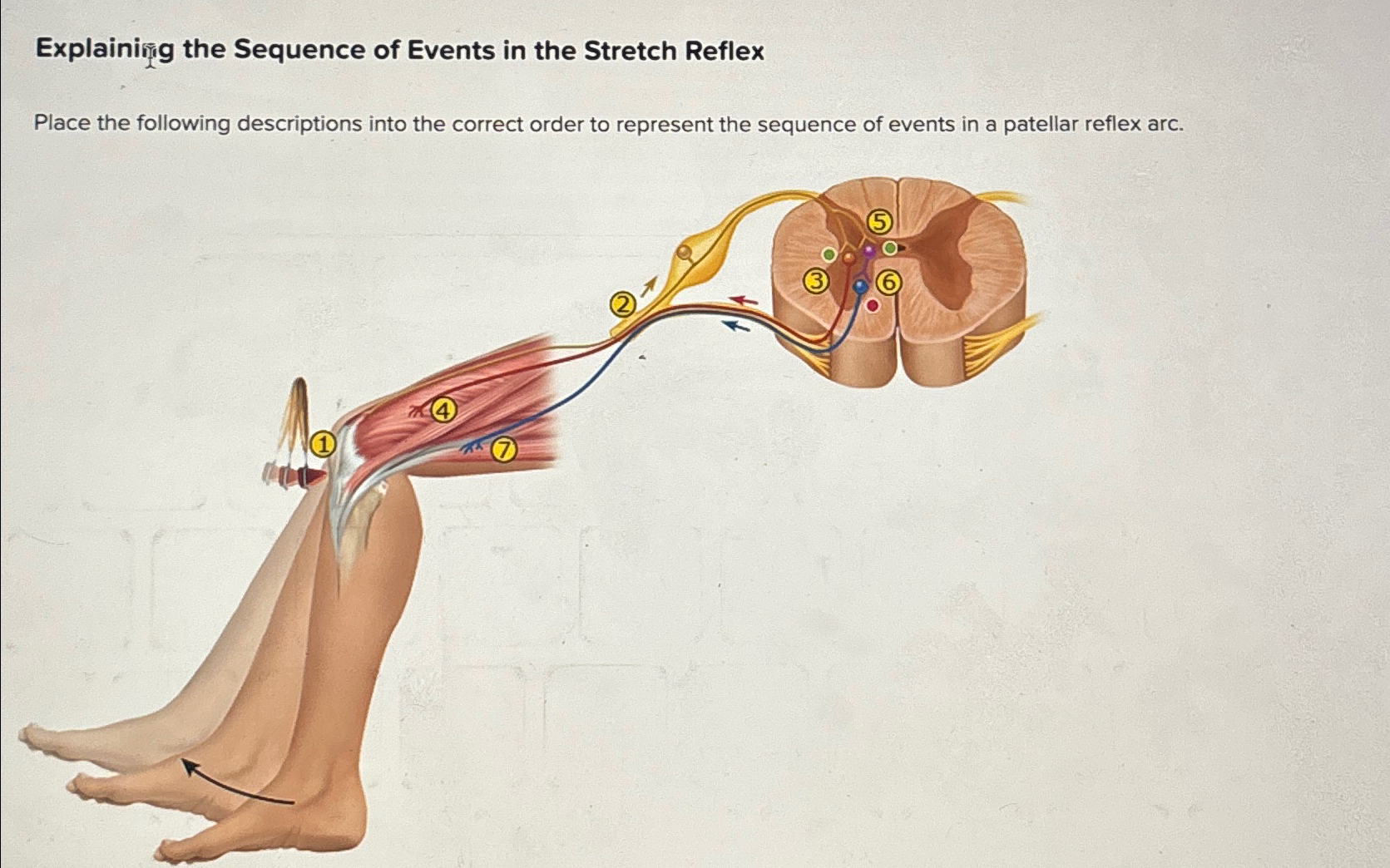 Solved Explaining the Sequence of Events in the Stretch | Chegg.com