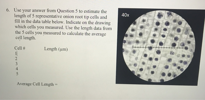 Solved 10x 10 um With the 10x objective in place on our | Chegg.com