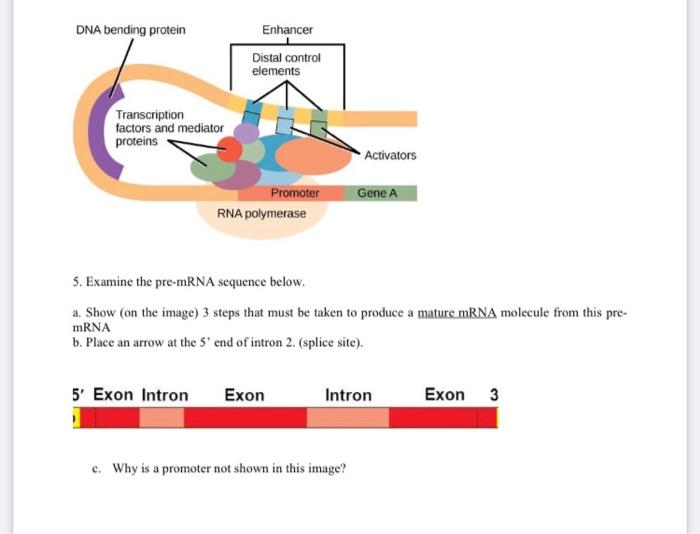 Solved 5. Examine the pre-mRNA sequence below. a. Show (on | Chegg.com