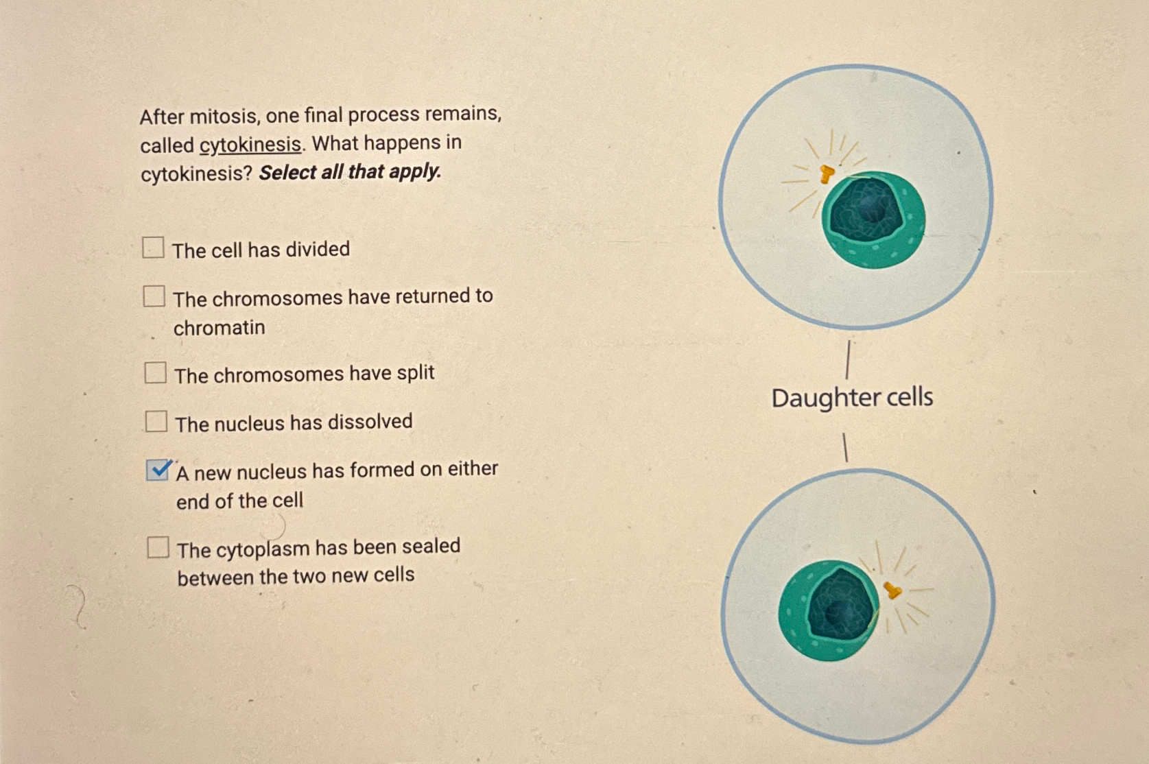 Solved After mitosis, one final process remains, called | Chegg.com
