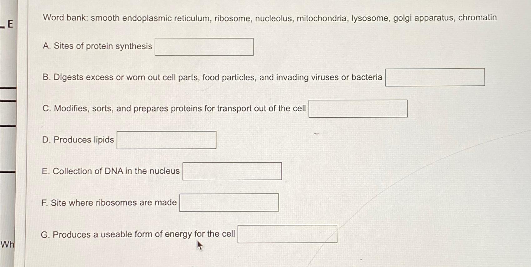 Solved Word bank: smooth endoplasmic reticulum, ribosome, | Chegg.com