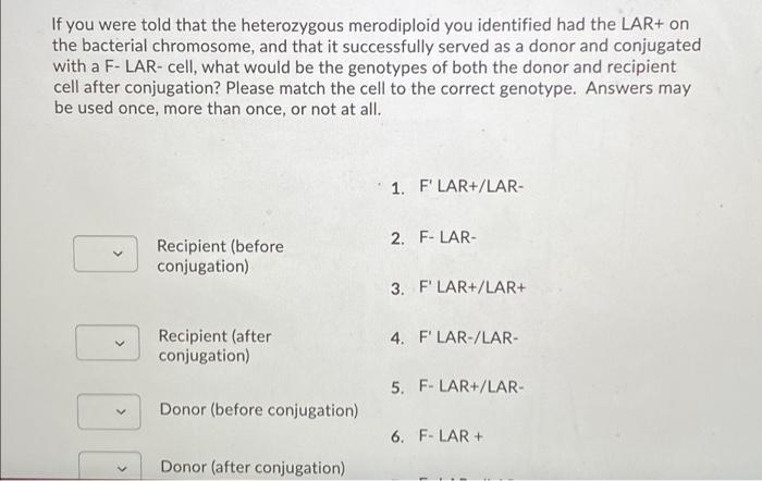 Solved If you were told that the heterozygous merodiploid | Chegg.com