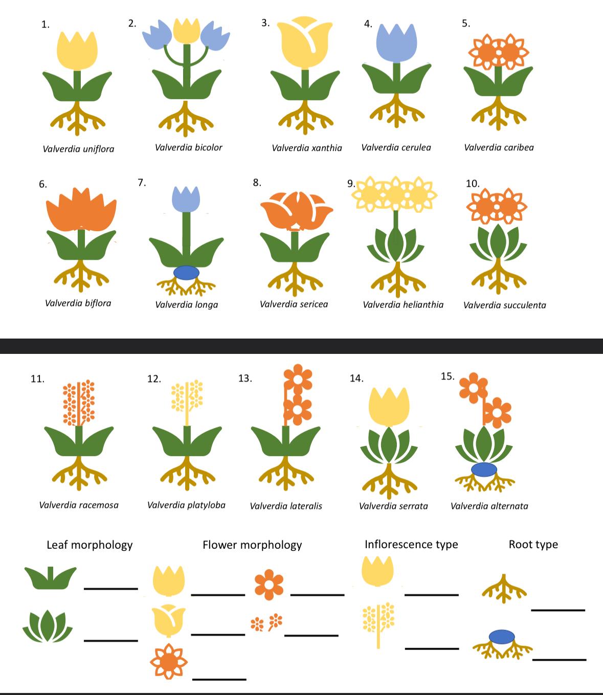 Solved Make a dichotomous key for plants 1-15. | Chegg.com