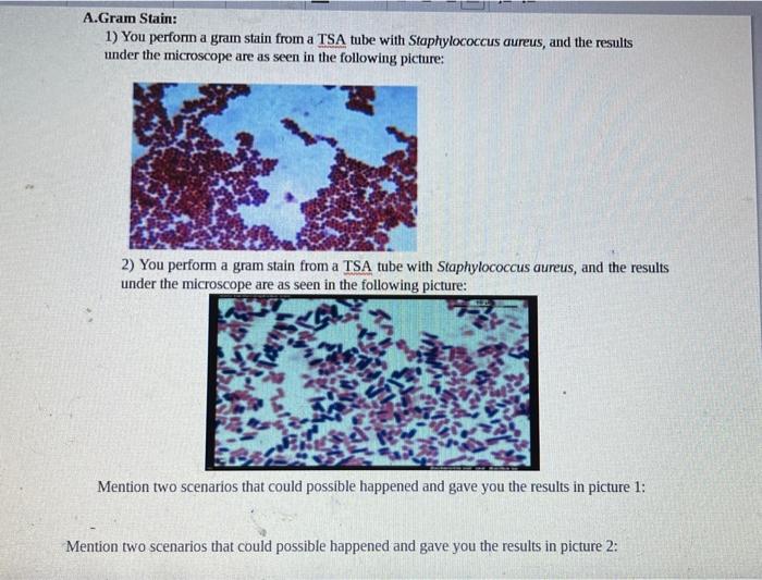 Solved A.Gram Stain: 1) You perform a gram stain from a TSA | Chegg.com