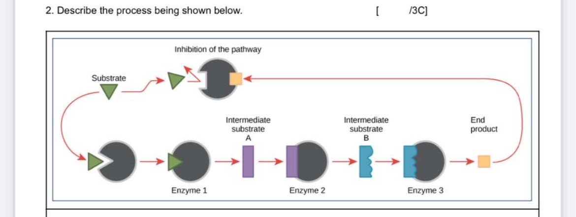 Solved Describe the process being shown below. | Chegg.com