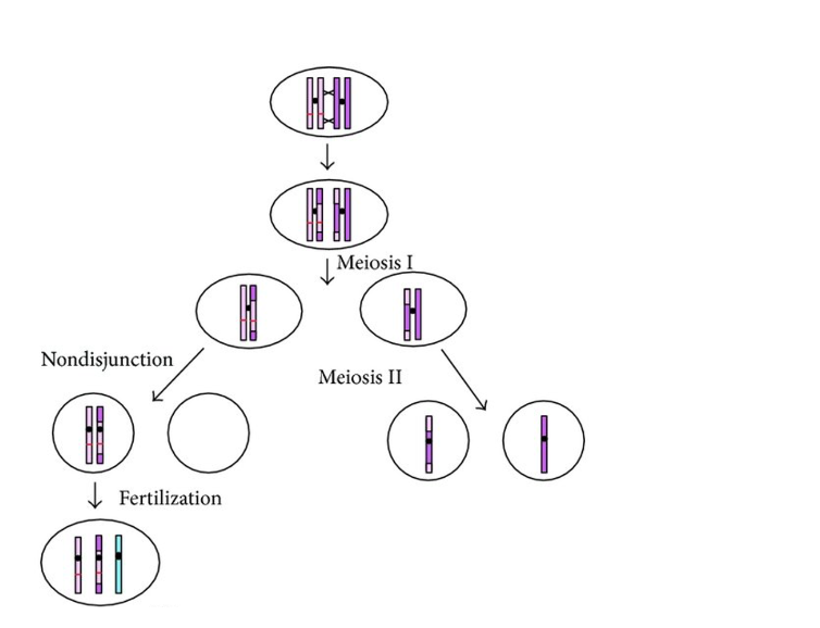 Solved The image below illustrates a rare biological event | Chegg.com