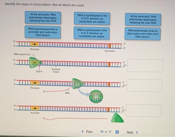 Solved Identify the steps in transcription. Not all labels | Chegg.com