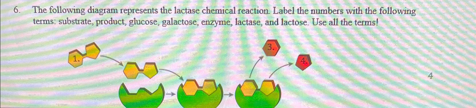 Solved The following diagram represents the lactase chemical | Chegg.com