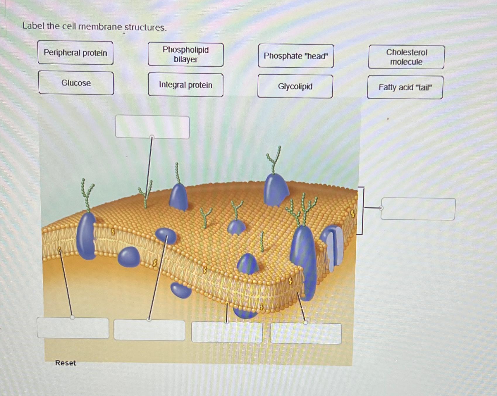 Solved Label the cell membrane structures.Cholesterol | Chegg.com