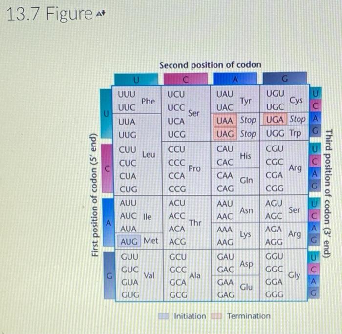 Solved Q1. Assuming the genetic code is a triplet, what | Chegg.com