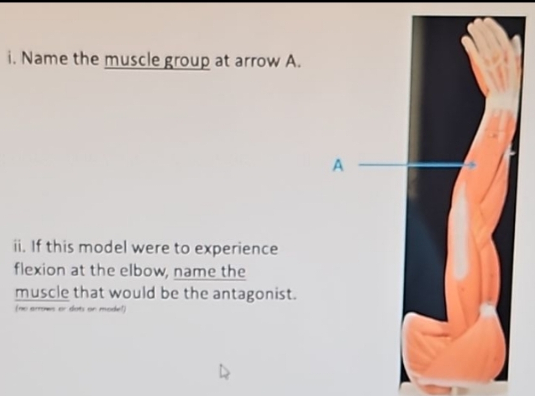Solved i. ﻿Name the muscle group at arrow A. ﻿flexion at the | Chegg.com