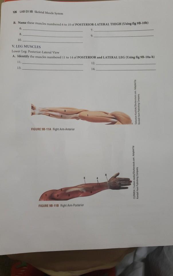 LAB EX 9B Skeletal Muscle System IV. LEG: THIGH | Chegg.com