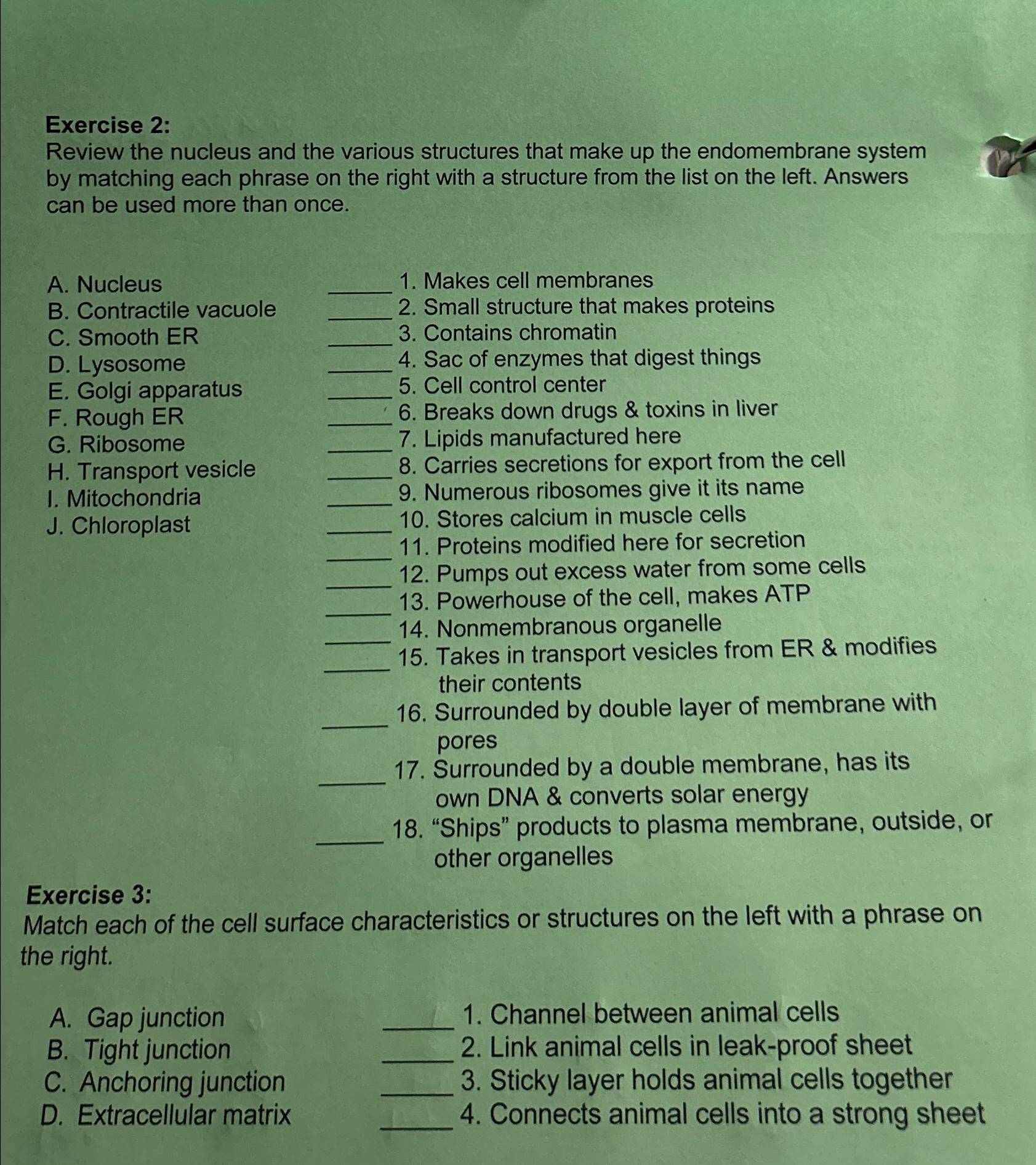 Solved Exercise 2:Review the nucleus and the various | Chegg.com