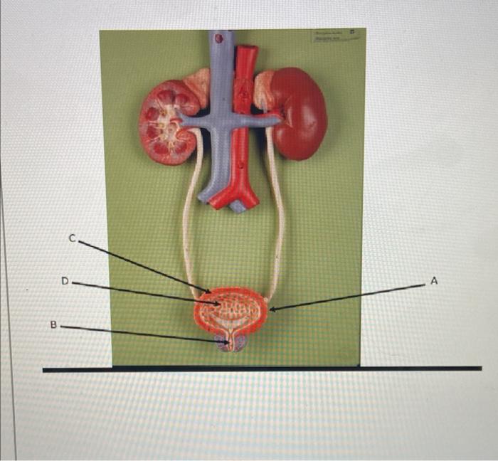 Solved urethra mucosa serosa detrusor muscles | Chegg.com