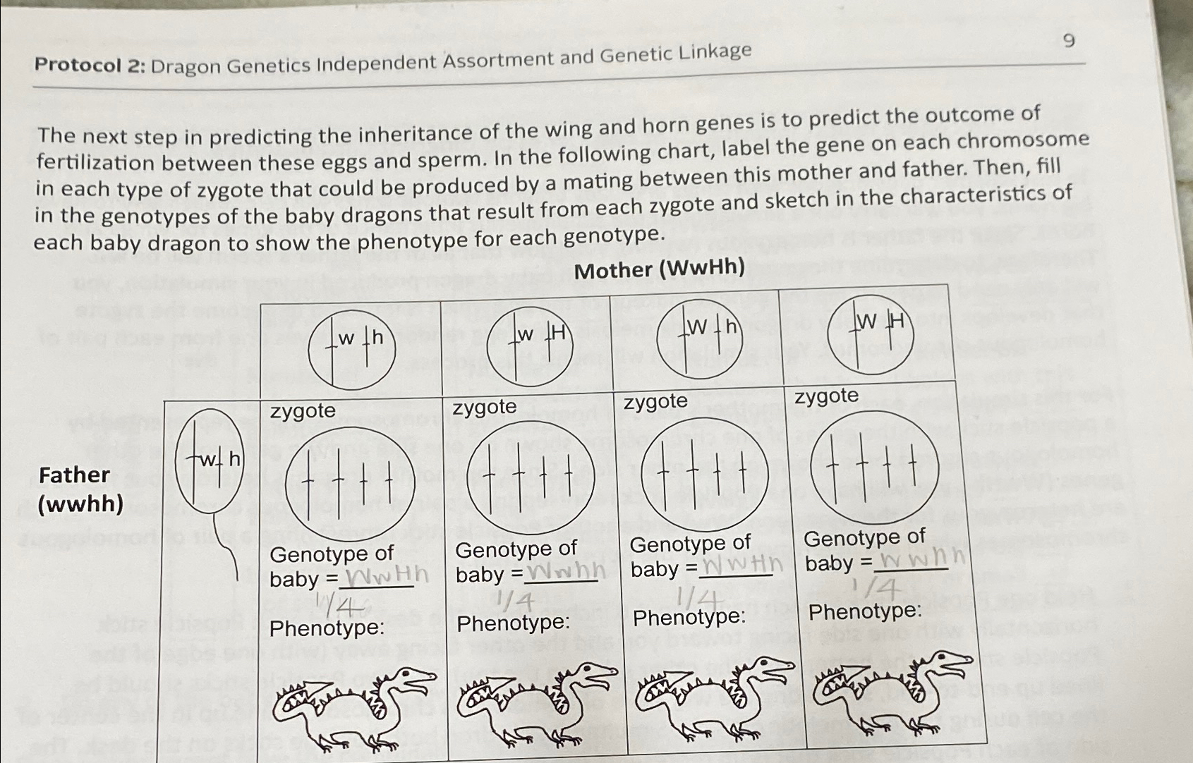 Solved Protocol 2: Dragon Genetics Independent Assortment | Chegg.com