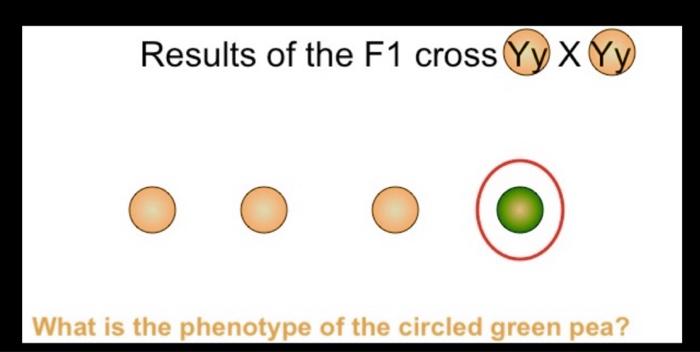 Solved Results of the F1 cross Yy X Yy What is the phenotype | Chegg.com