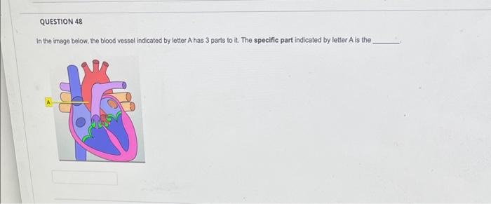 Solved In the inage below, the blood vessel indicated by | Chegg.com