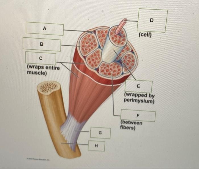 Skeletal Muscles Blank Diagram