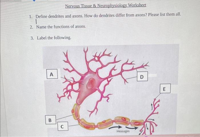 Solved 1. Define dendrites and axons. How do dendrites | Chegg.com