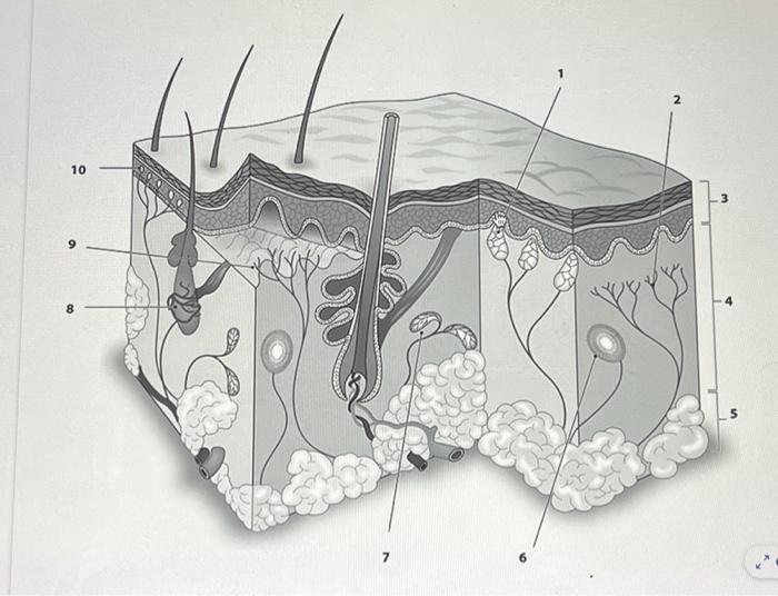 Label the structures in the figure. | Chegg.com