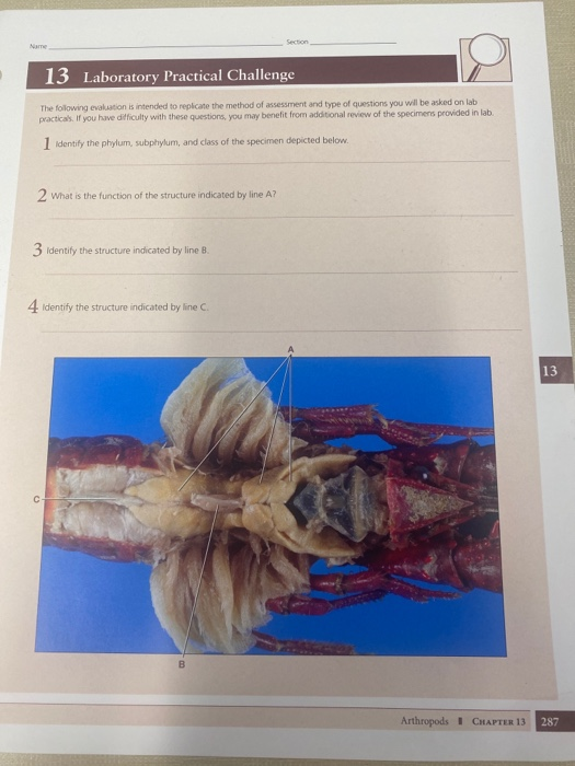 Solved Name 13 Laboratory Practical Challenge The following | Chegg.com